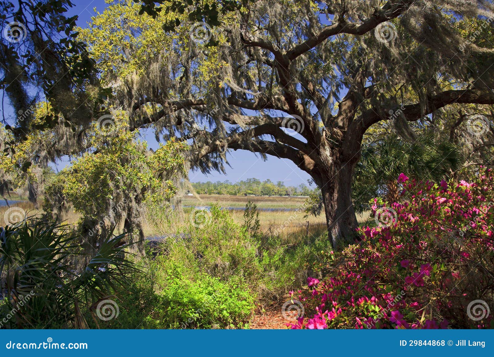 Spring in the South stock photo. Image of scrub, natural - 29844868