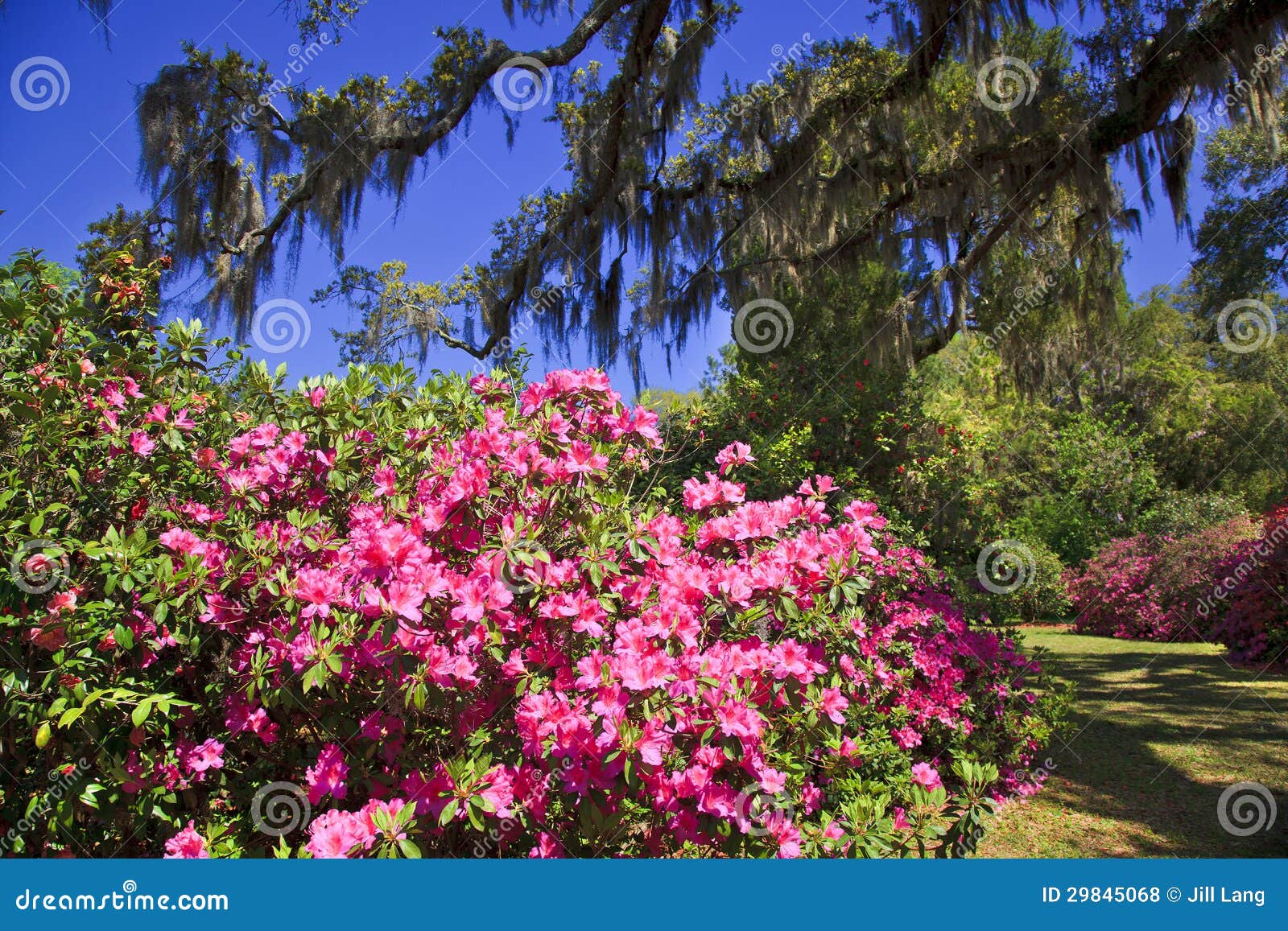 Azaleas in the South stock photo. Image of plateau, carolina - 29845068