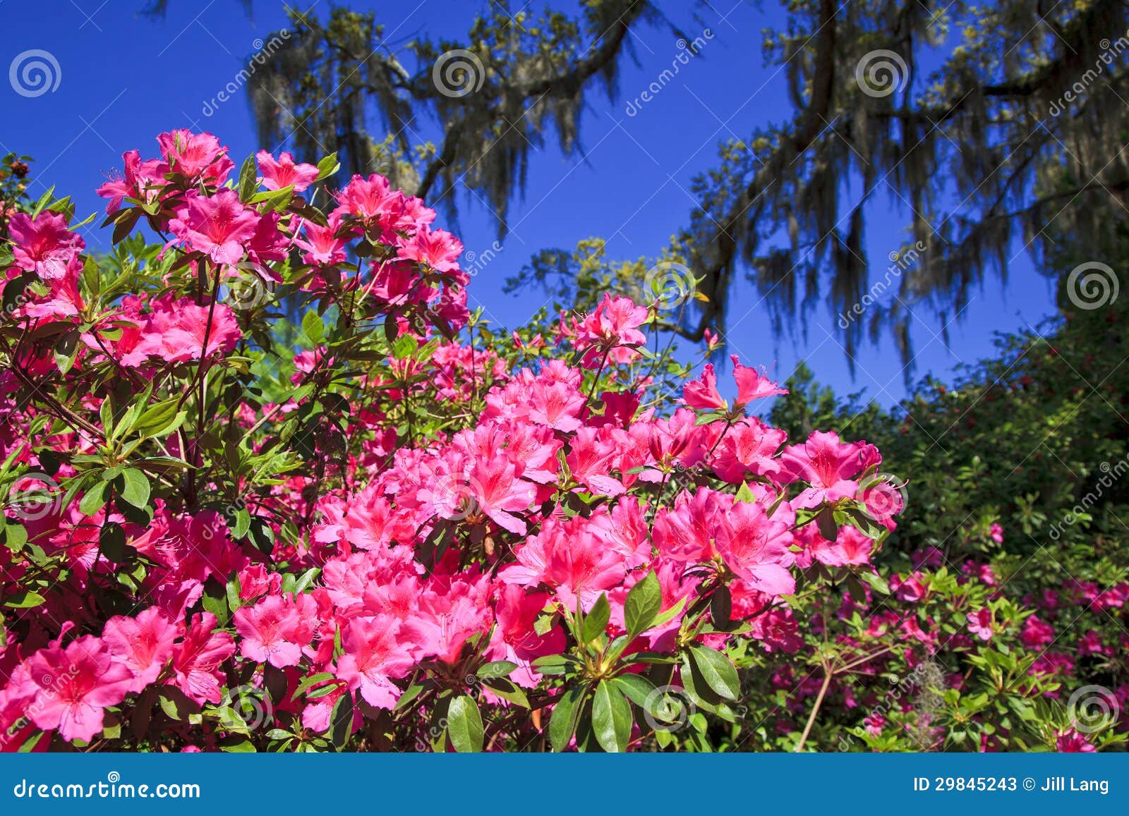 Pink Azaleas in the South stock image. Image of mossy - 29845243
