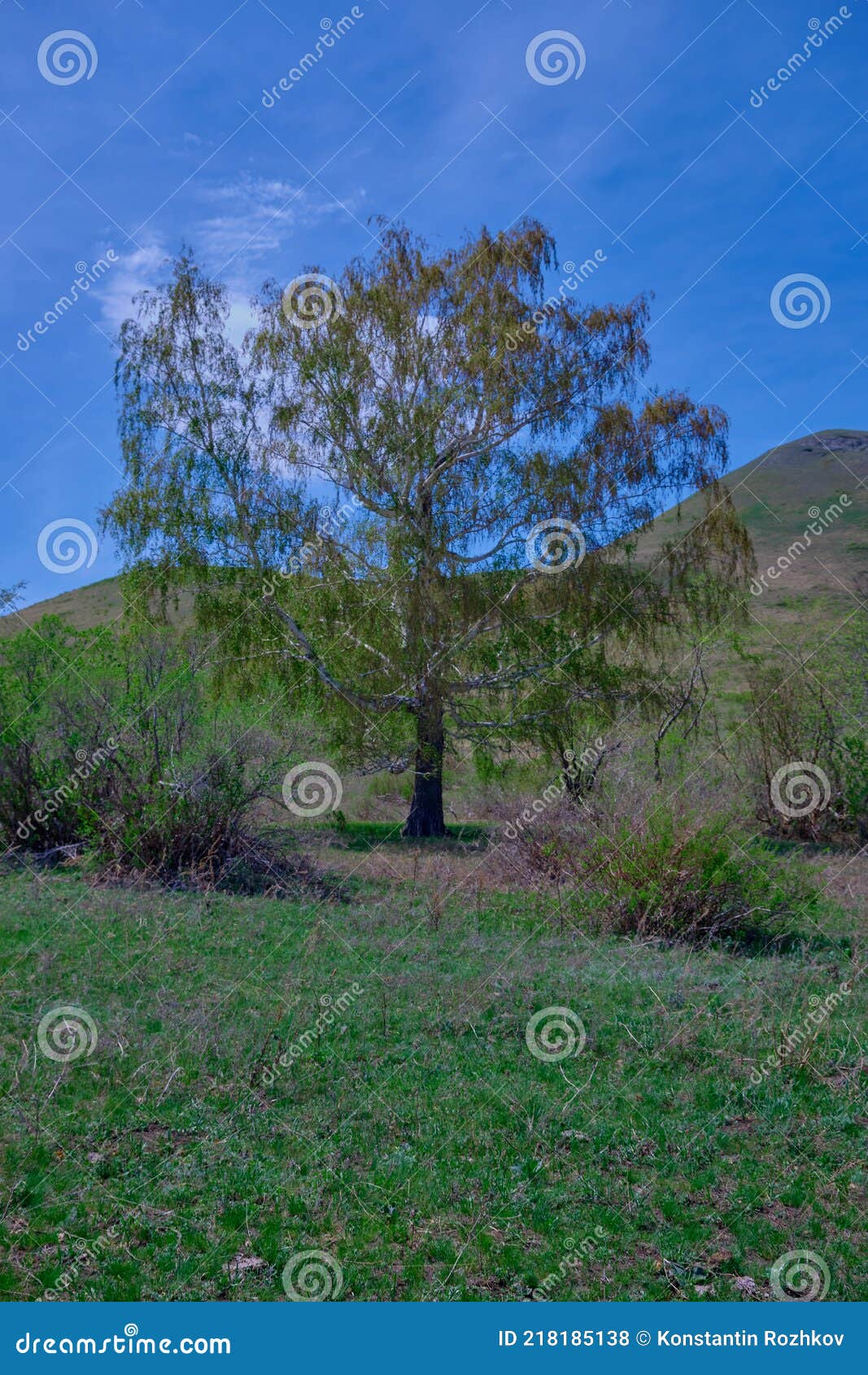 Spring South Ural Tree Illuminated by the Sun Stock Photo - Image of ...