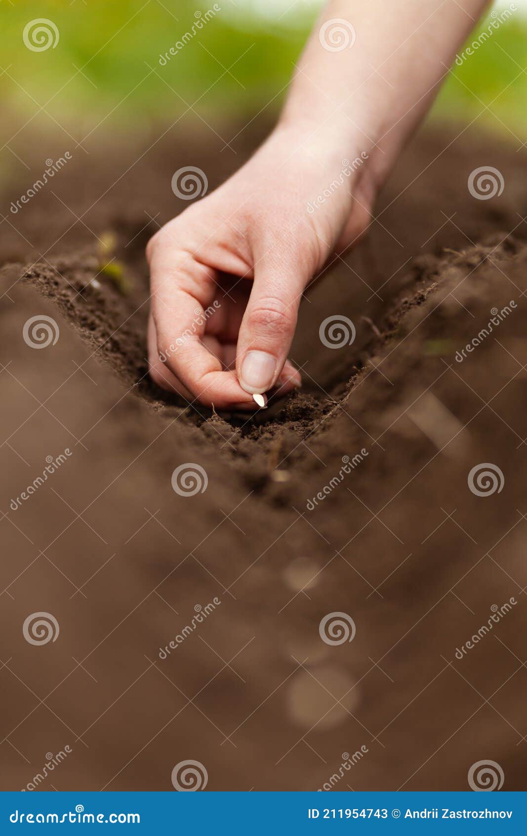 Spring Sowing of Seeds into the Soil. Growing Homemade Vegetables Stock ...