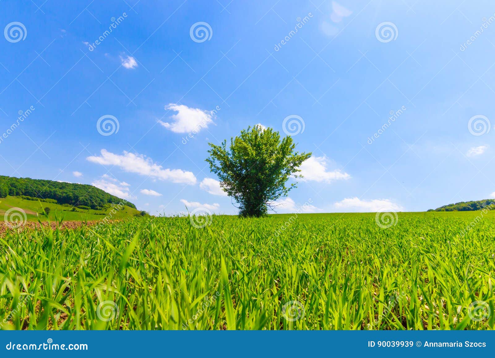 Spring sowing stock image. Image of farmland, pasture - 90039939
