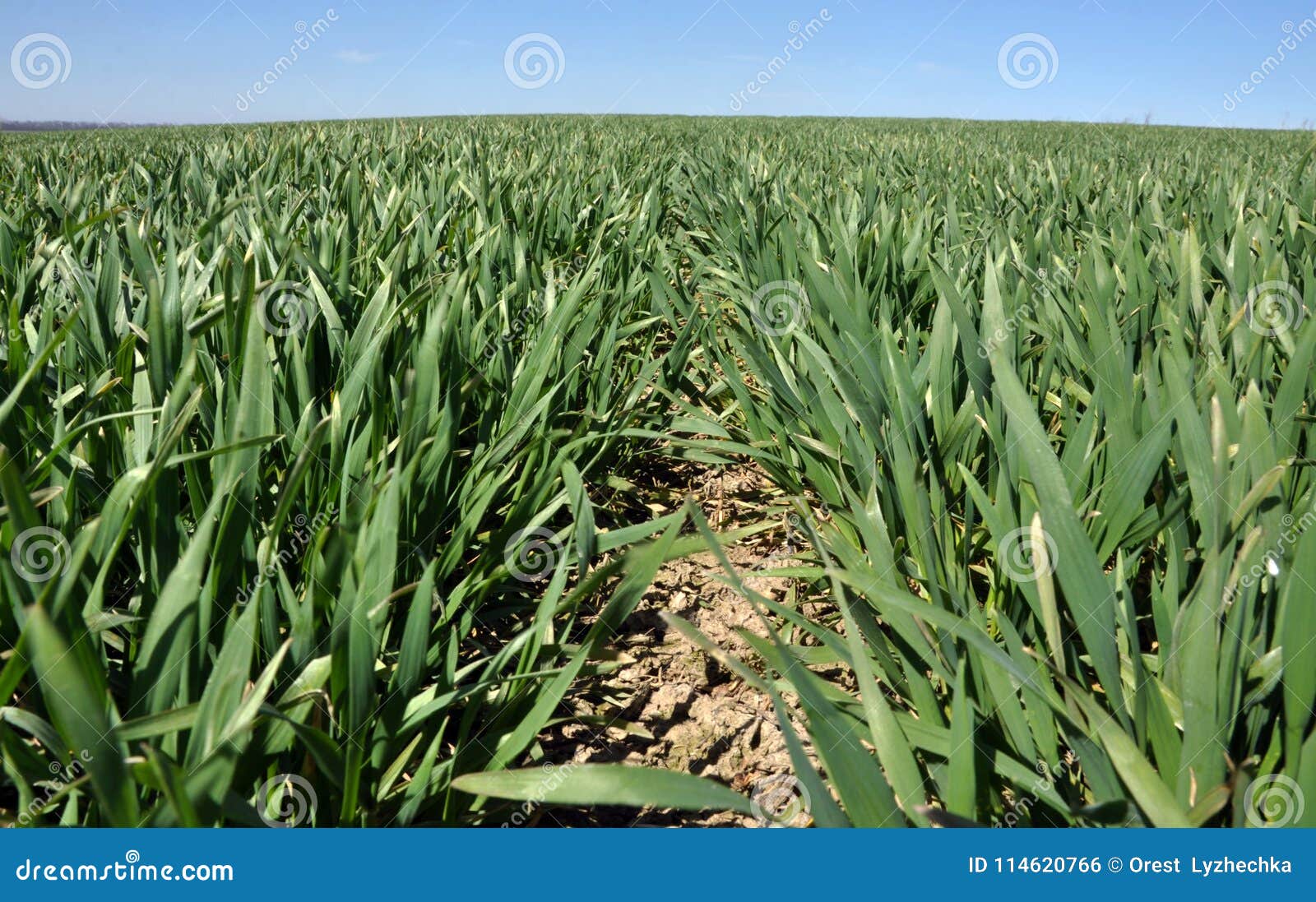 In the Spring Sowing Winter Wheat Field Stock Photo - Image of earth ...