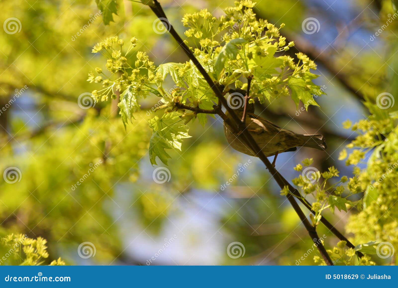 Spring and sparrow stock image. Image of sparrows, bird - 5018629
