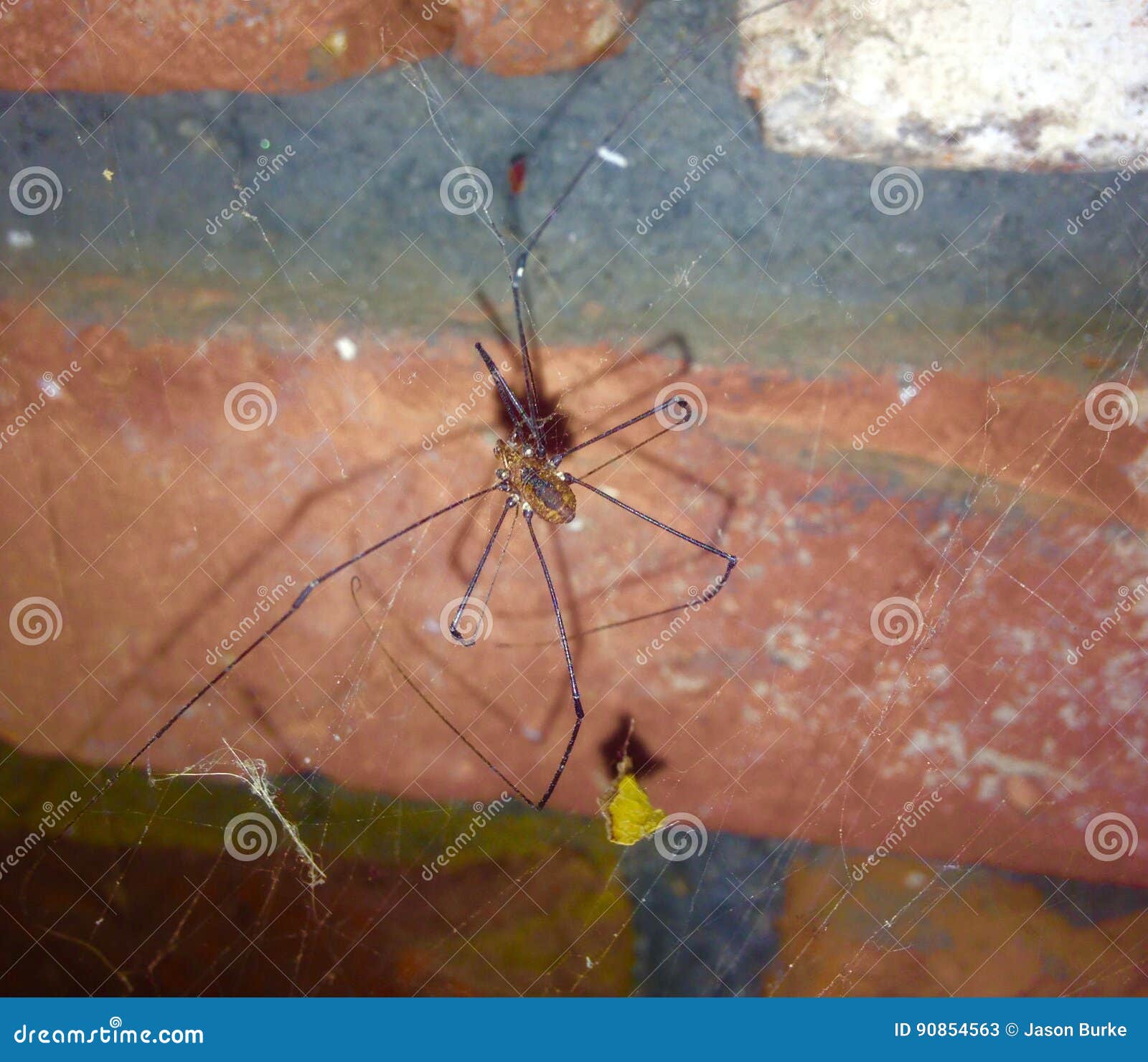 Spring spider stock image. Image of spider, spring, coming - 90854563