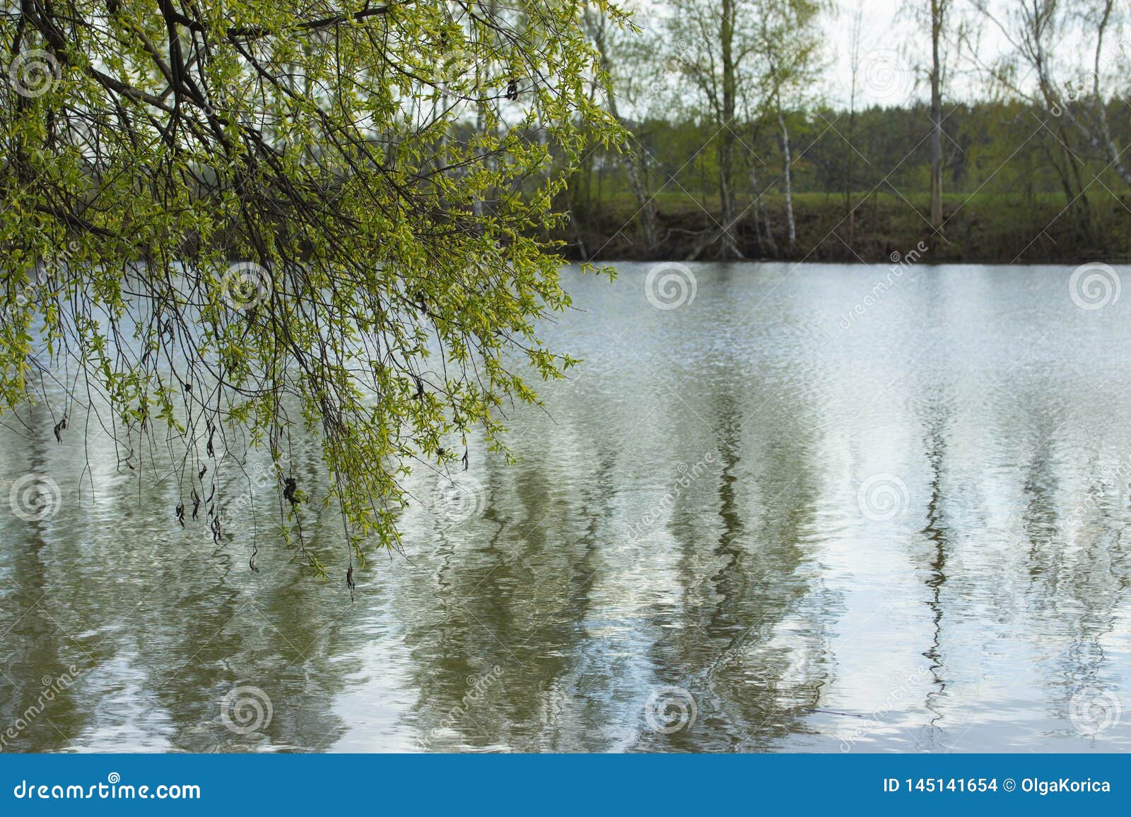 Spring Spill River Green Water and Weeping Willow Stock Photo - Image ...