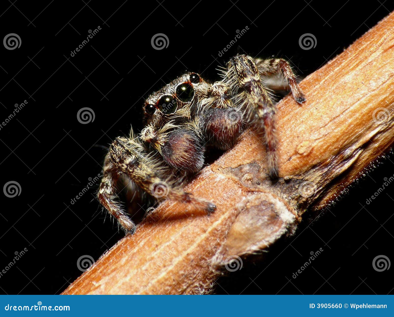 Spring spin stock foto. Image of ogen, weinig, harig, macro - 3905660