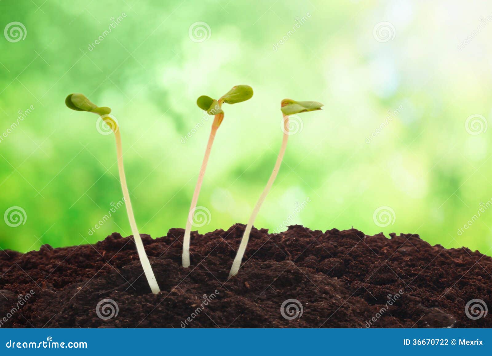 Spring spouts in soil stock photo. Image of closeup, beginning - 36670722
