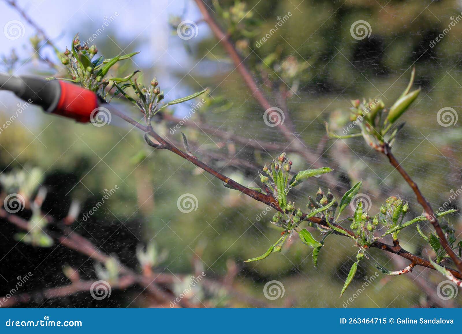 Spring Spraying Of Fruit Trees On Buds For The Prevention Of Diseases