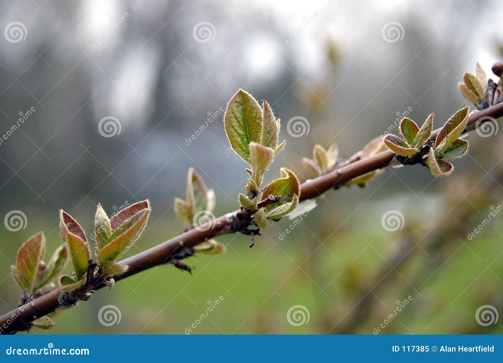 Spring Sprig stock image. Image of bush, shoots, diagonal - 117385