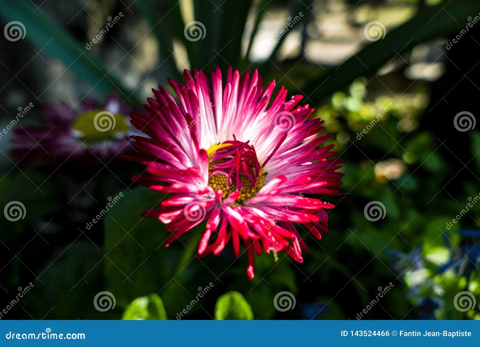 Spring stock photo. Image of spring, flower, color, nature - 143524466