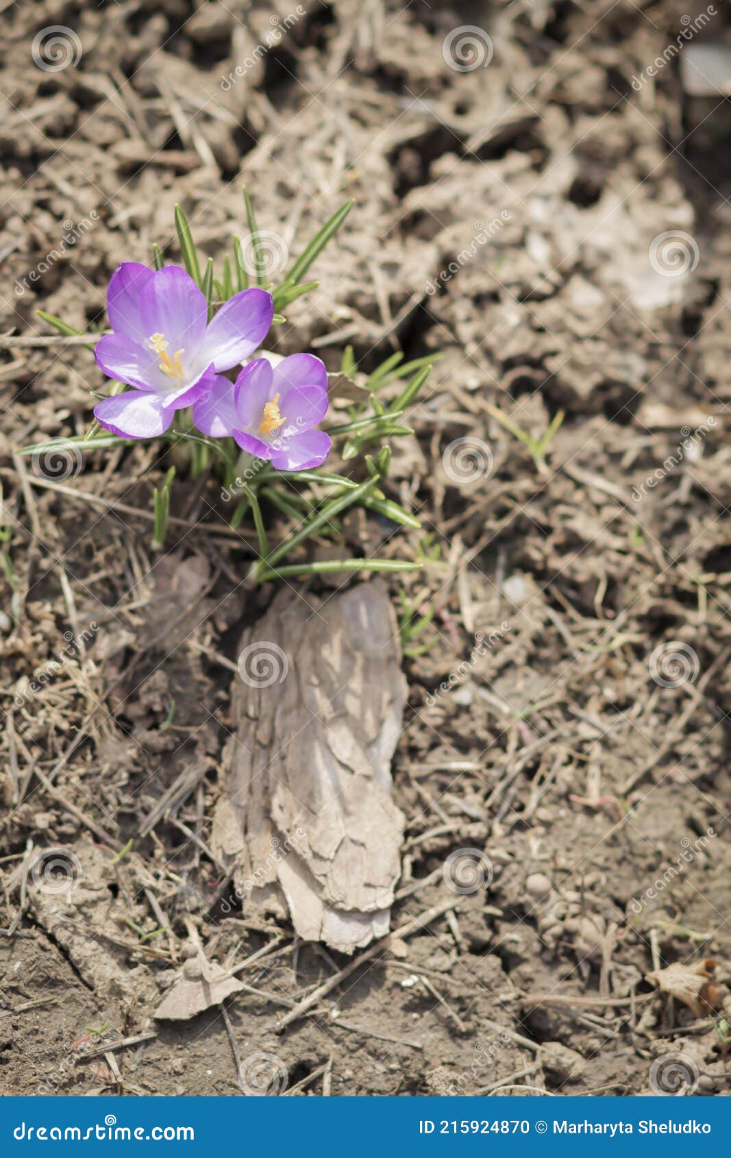 Spring. stock photo. Image of spring, beautifully, flowers - 215924870