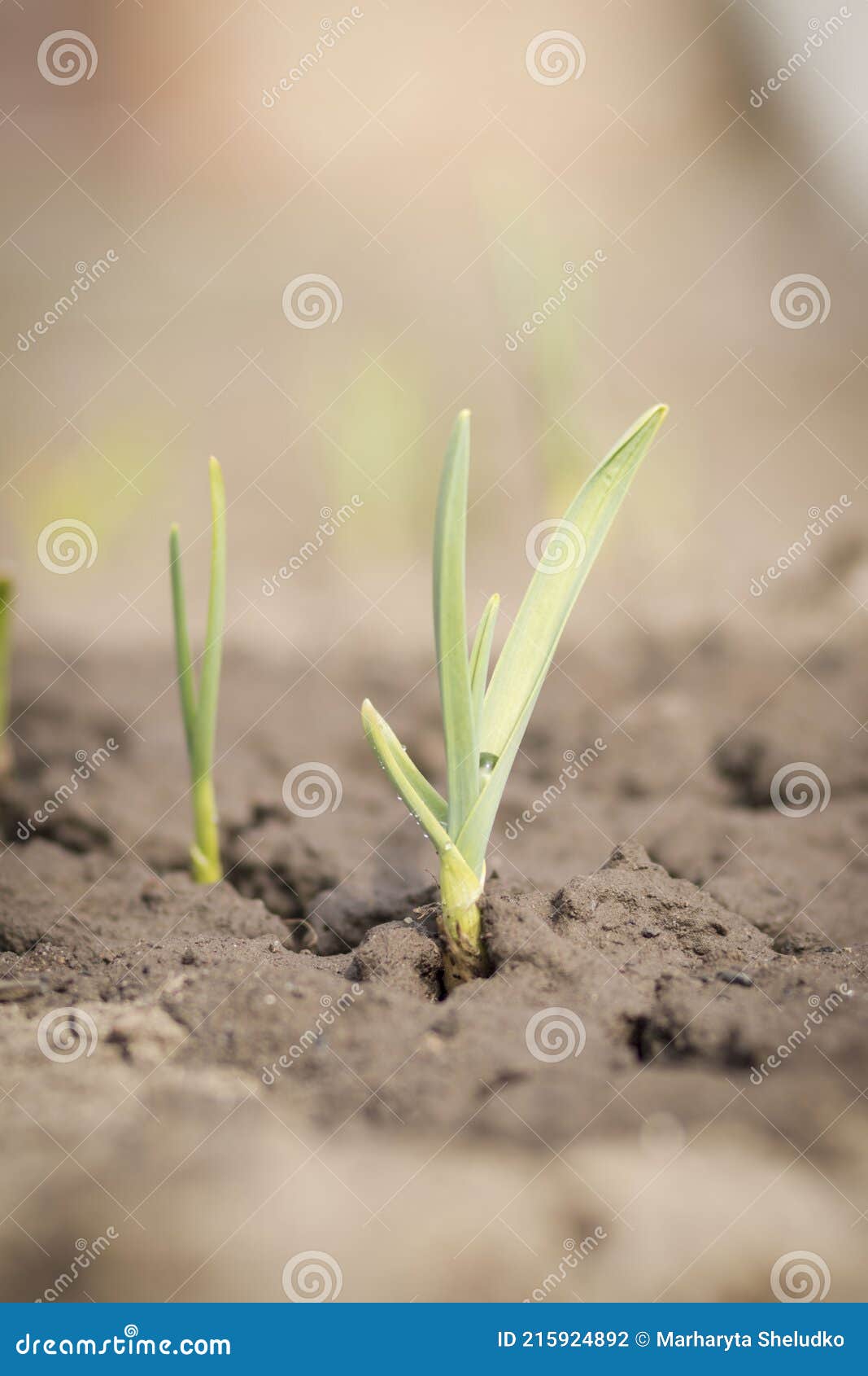 Spring. stock photo. Image of ground, crocus, flowers - 215924892