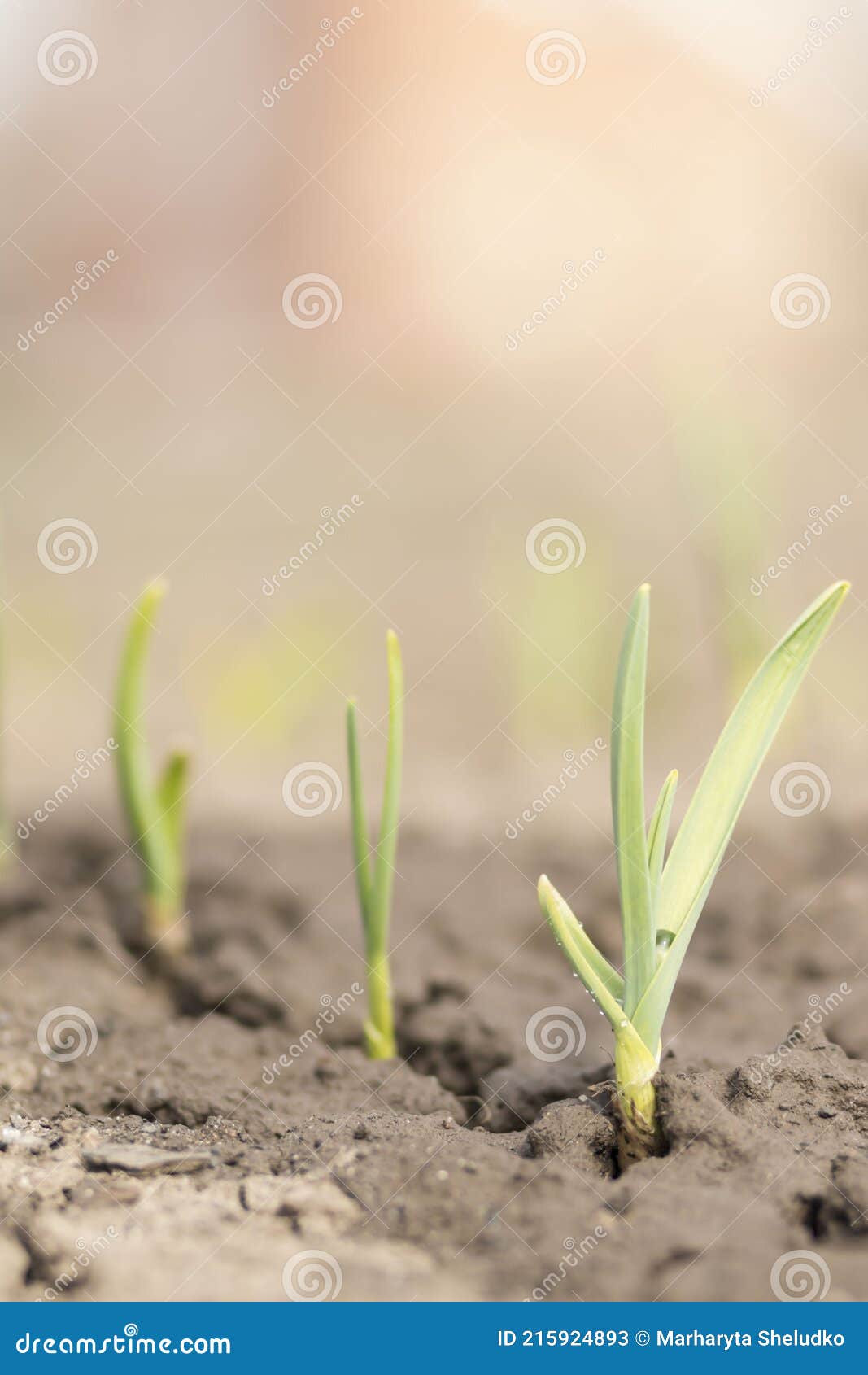 Spring. stock image. Image of spring, field, greenery - 215924893