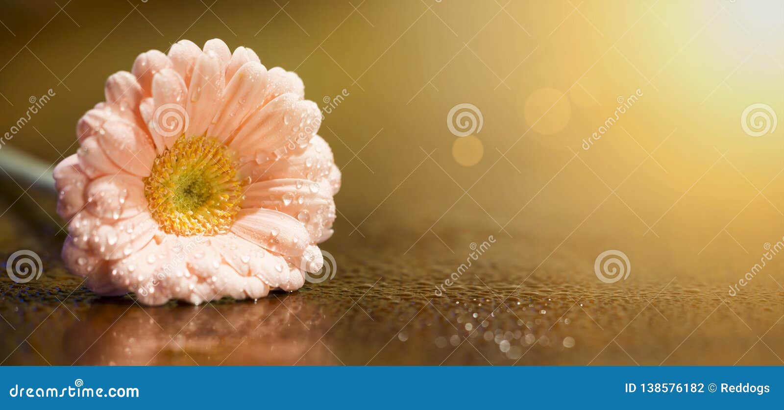 Spring, Springtime - Pink Daisy Flower, Web Banner Stock Photo - Image ...