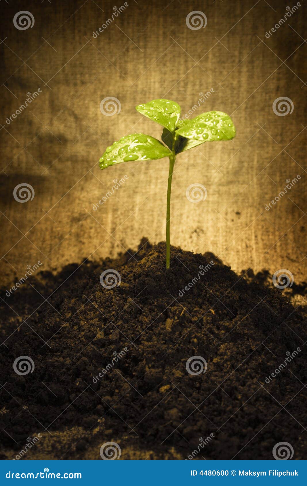 Spring sprout stock photo. Image of color, life, development - 4480600