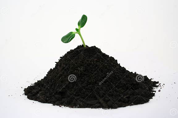 Spring sprout. stock photo. Image of sping, flower, life - 605706