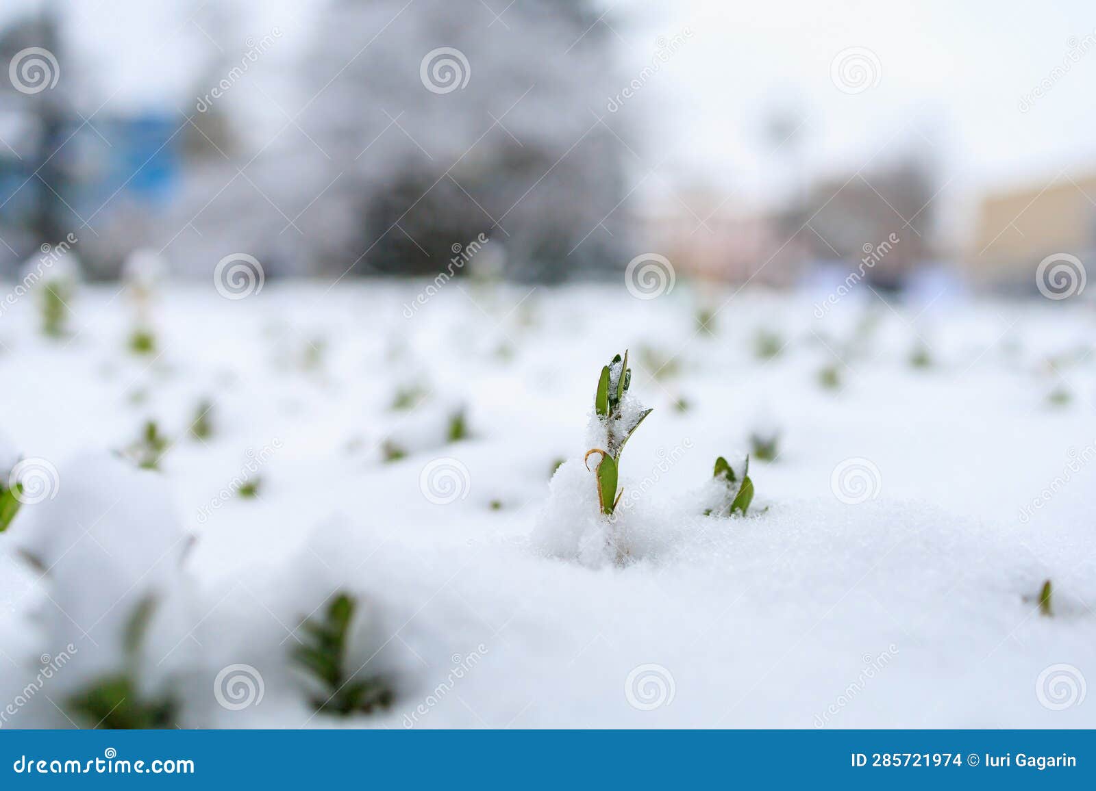 Spring Sprout Breaks Out from Under the Snow. Background Stock Photo ...