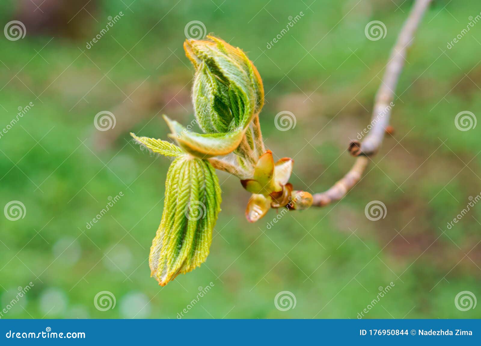 Spring Sprout of Chestnut, Young Sprout of Chestnut Leaves Stock Photo ...
