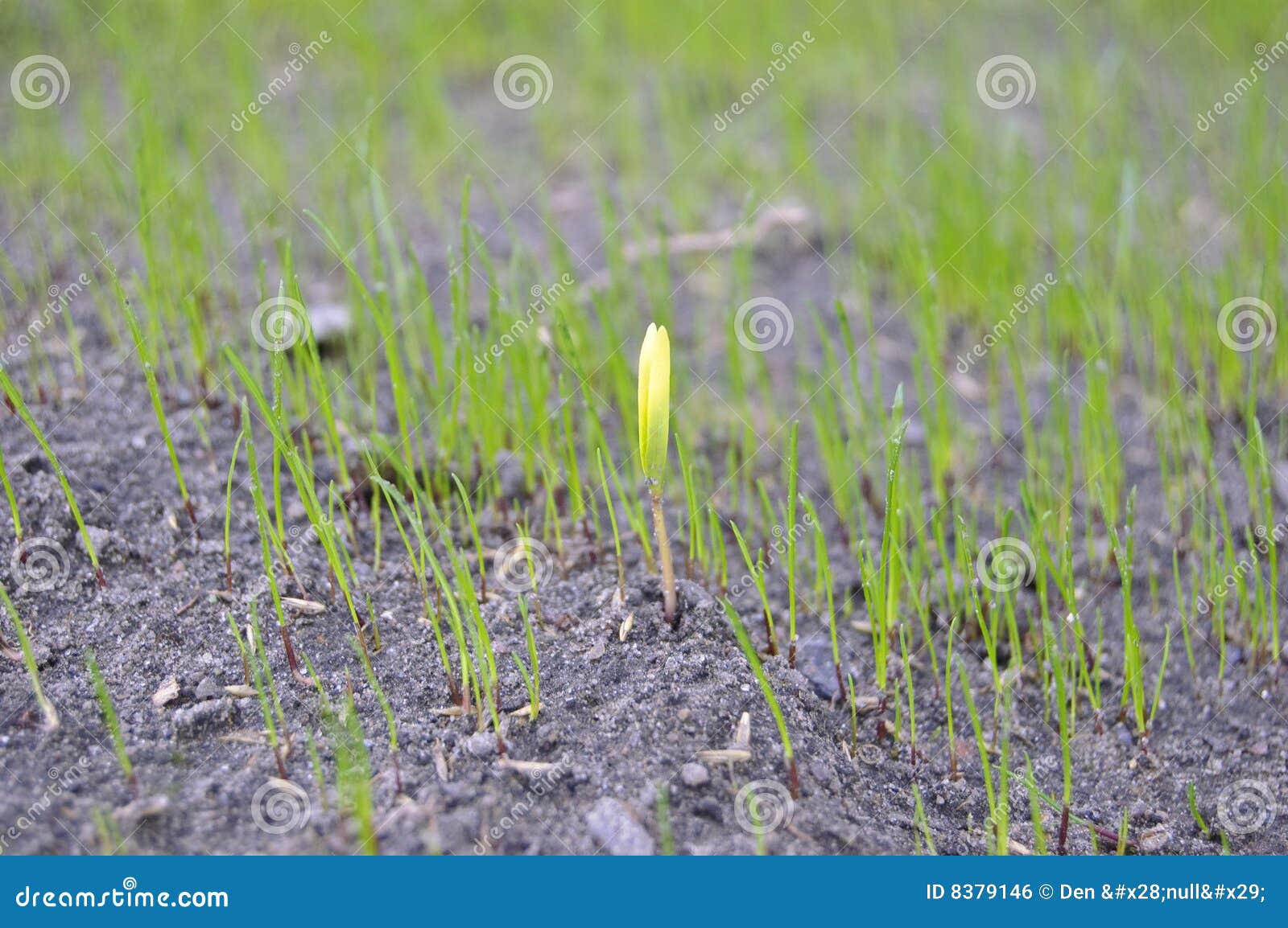 Spring sprout of grass stock photo. Image of country, gray - 8379146
