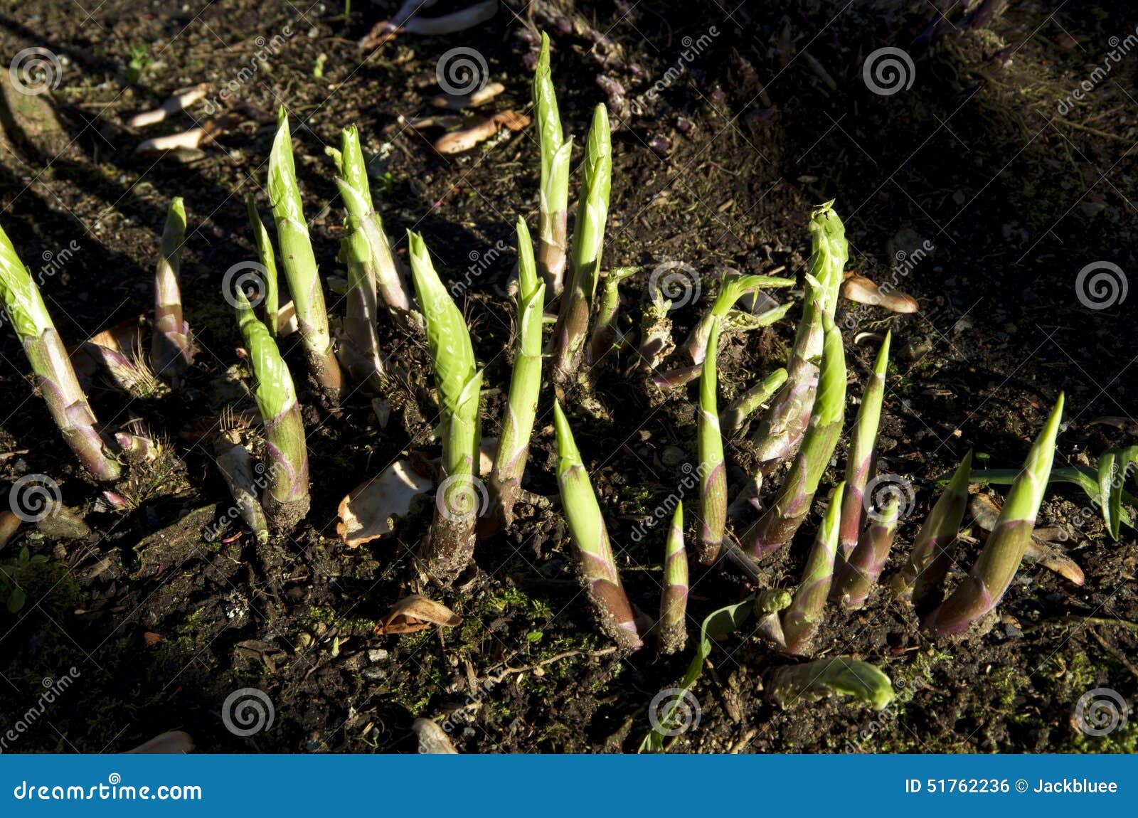 Spring sprout stock photo. Image of sprout, healthy, growing - 51762236
