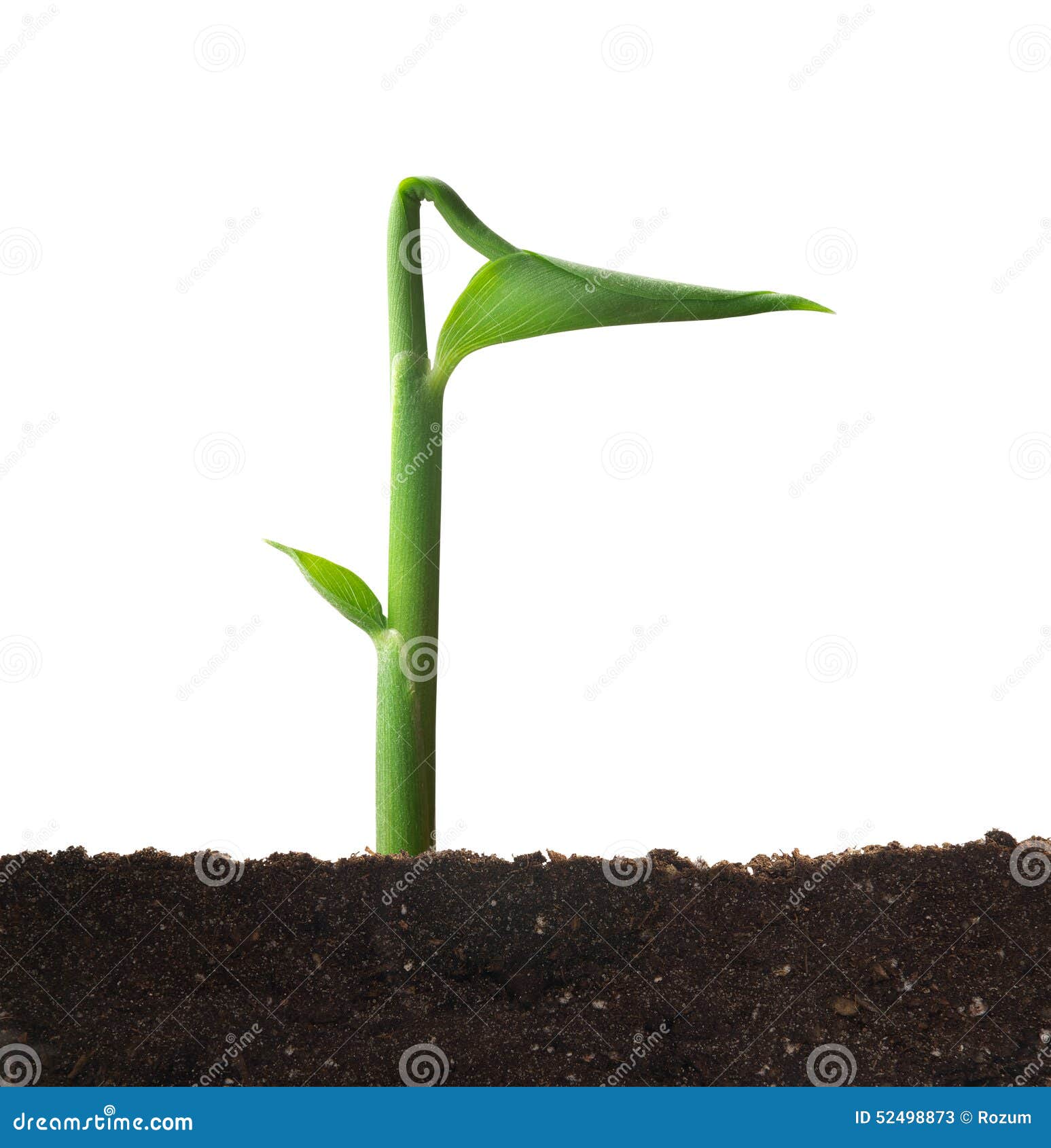 Spring sprout. stock image. Image of ecology, growth - 52498873