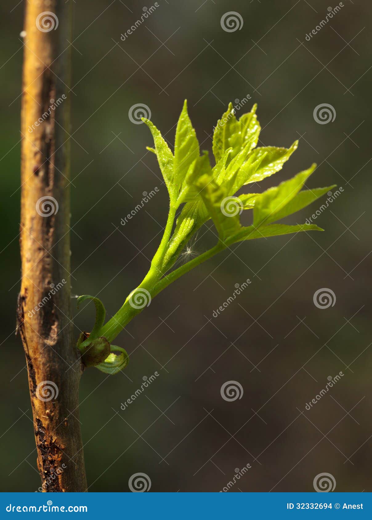Spring sprout stock photo. Image of grow, fresh, herb - 32332694