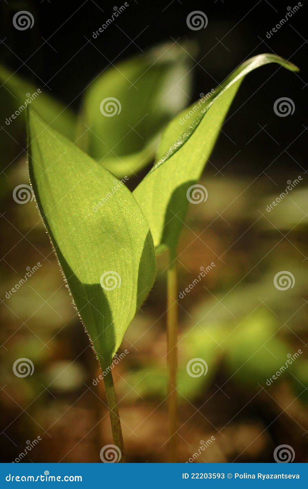 Spring sprout of plant stock image. Image of agriculture - 22203593