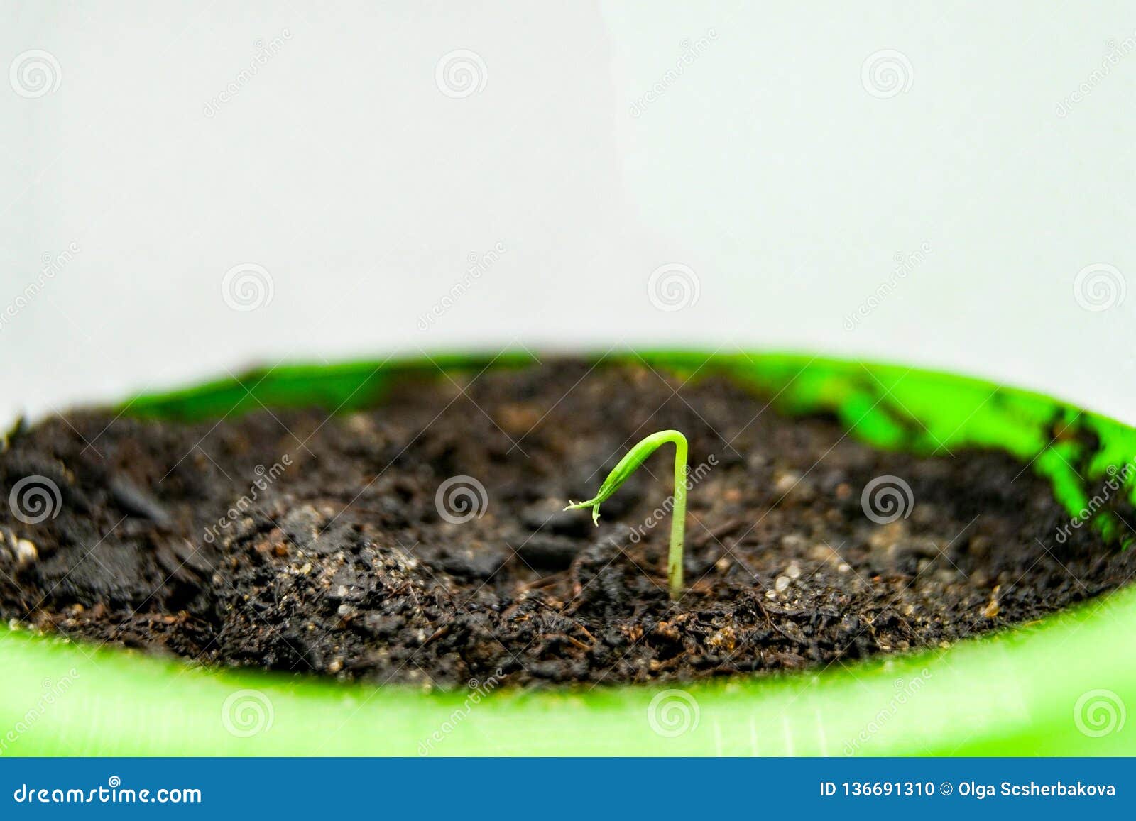 Spring Sprout, Sapling Made Its Way through the Ground, Isolate Stock ...