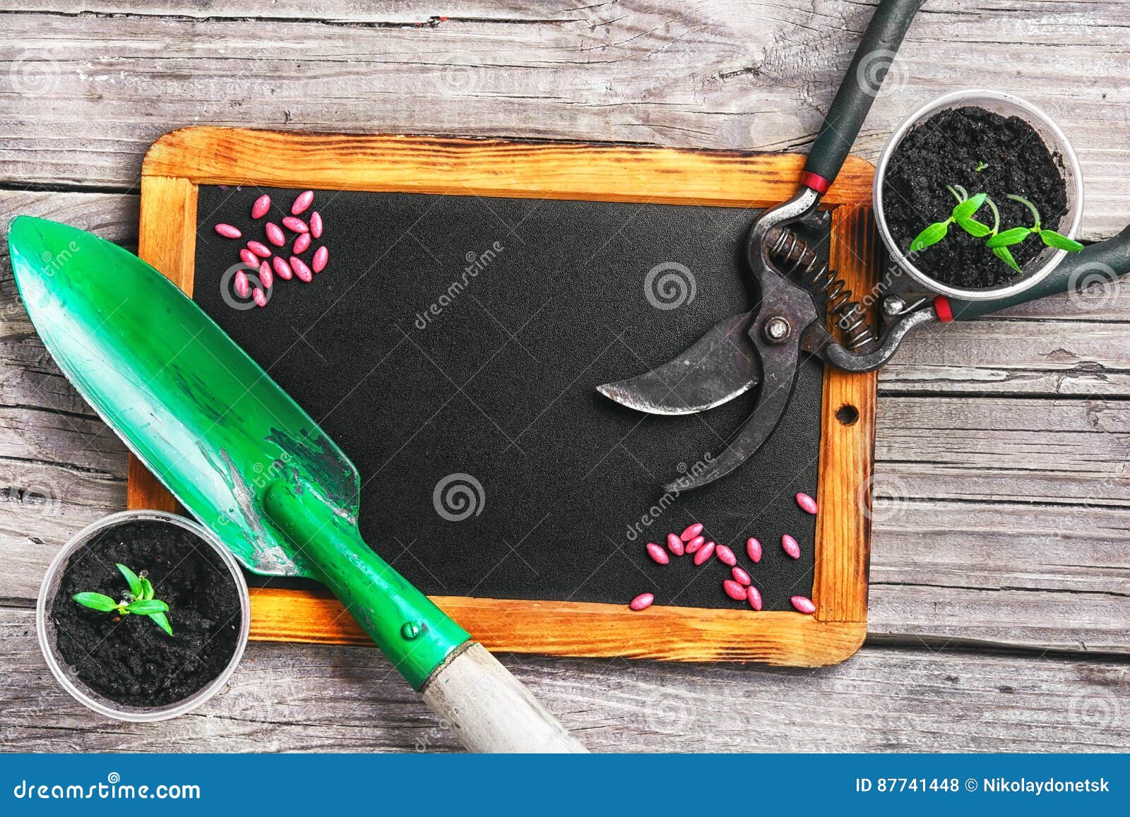 Spring and sprout seeds stock photo. Image of seed, dirt - 87741448