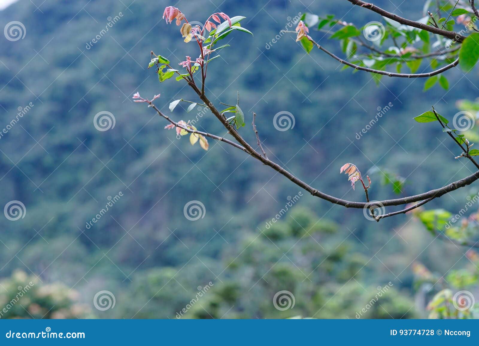 Spring Sprout editorial stock photo. Image of nham, nature - 93774728