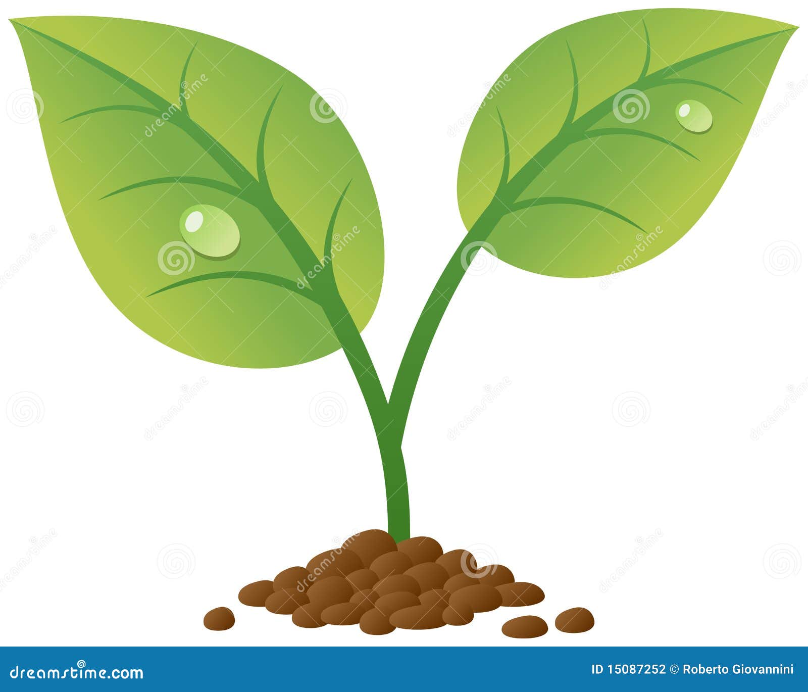 Spring Sprout with Water Drops Stock Vector - Illustration of drops ...