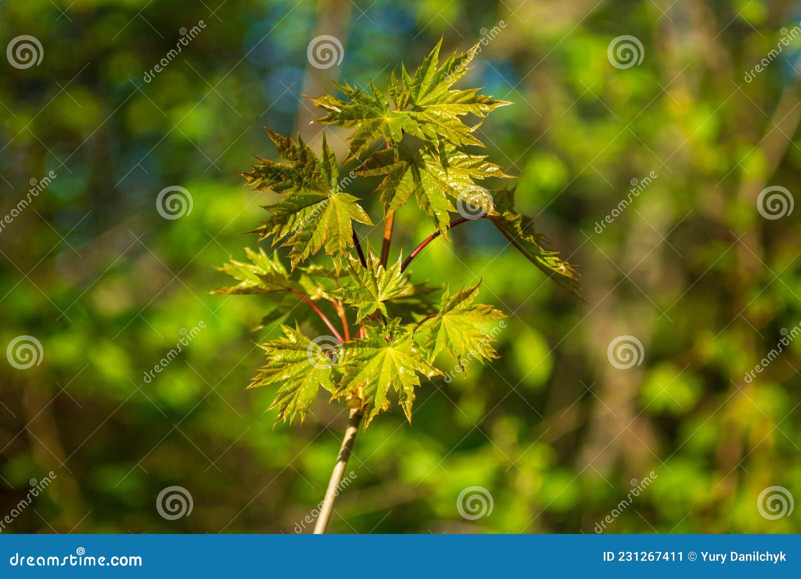 Spring Sprout of a Young Maple Tree Stock Image - Image of forest ...