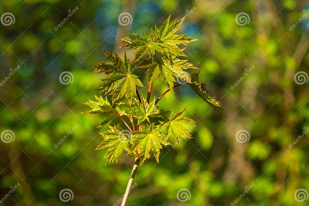 Spring Sprout of a Young Maple Tree Stock Image - Image of forest ...