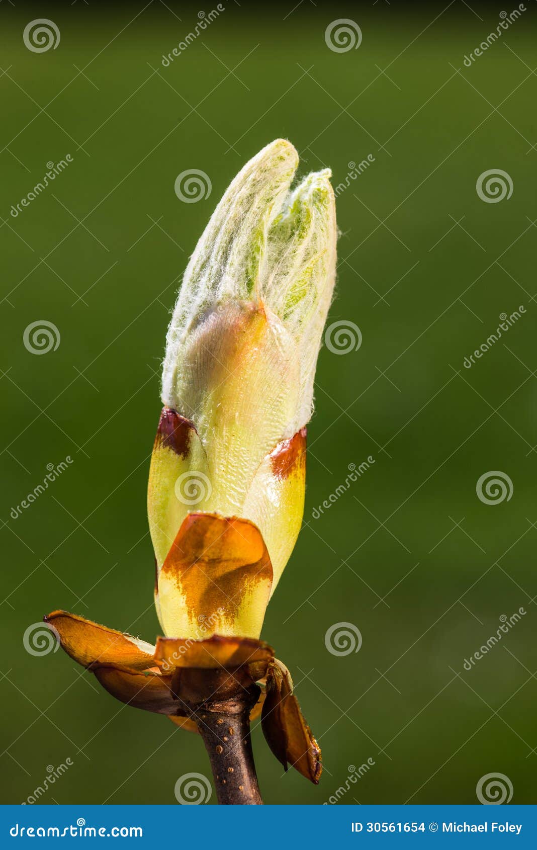 Spring stock photo. Image of development, start, life - 30561654