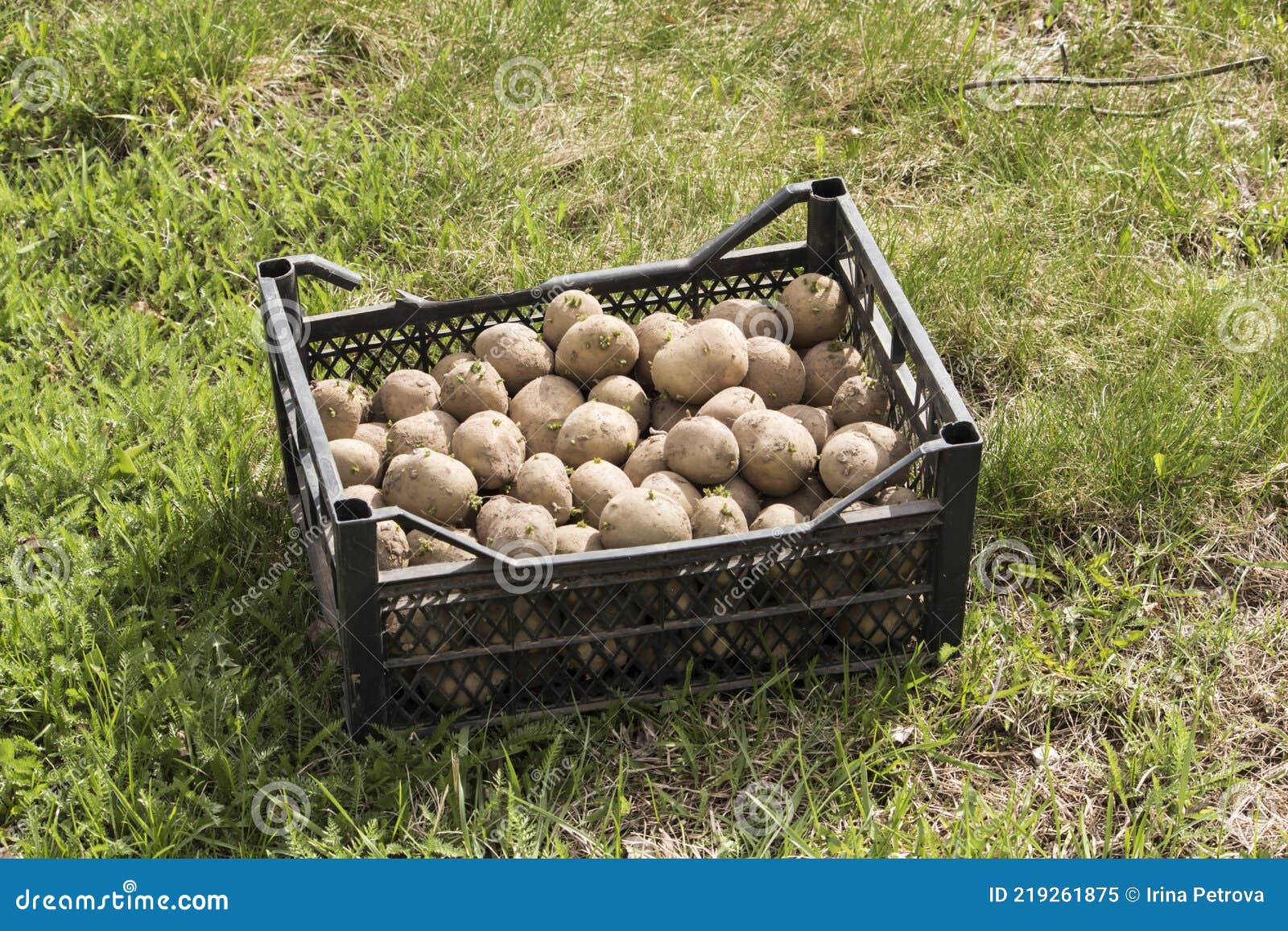 Spring Sprouting of Potatoes before Planting in the Ground Stock Image ...