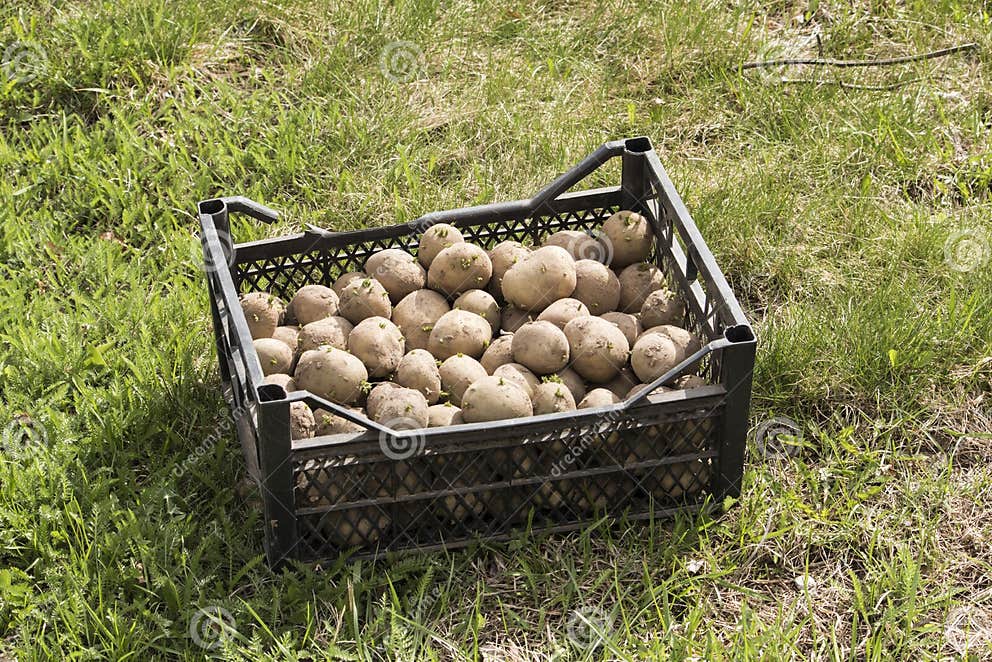 Spring Sprouting of Potatoes before Planting in the Ground Stock Image ...