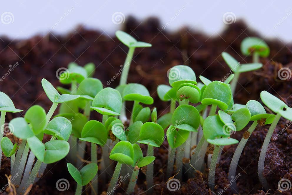 Spring sprouts stock image. Image of cultivated, conceptual - 27940037