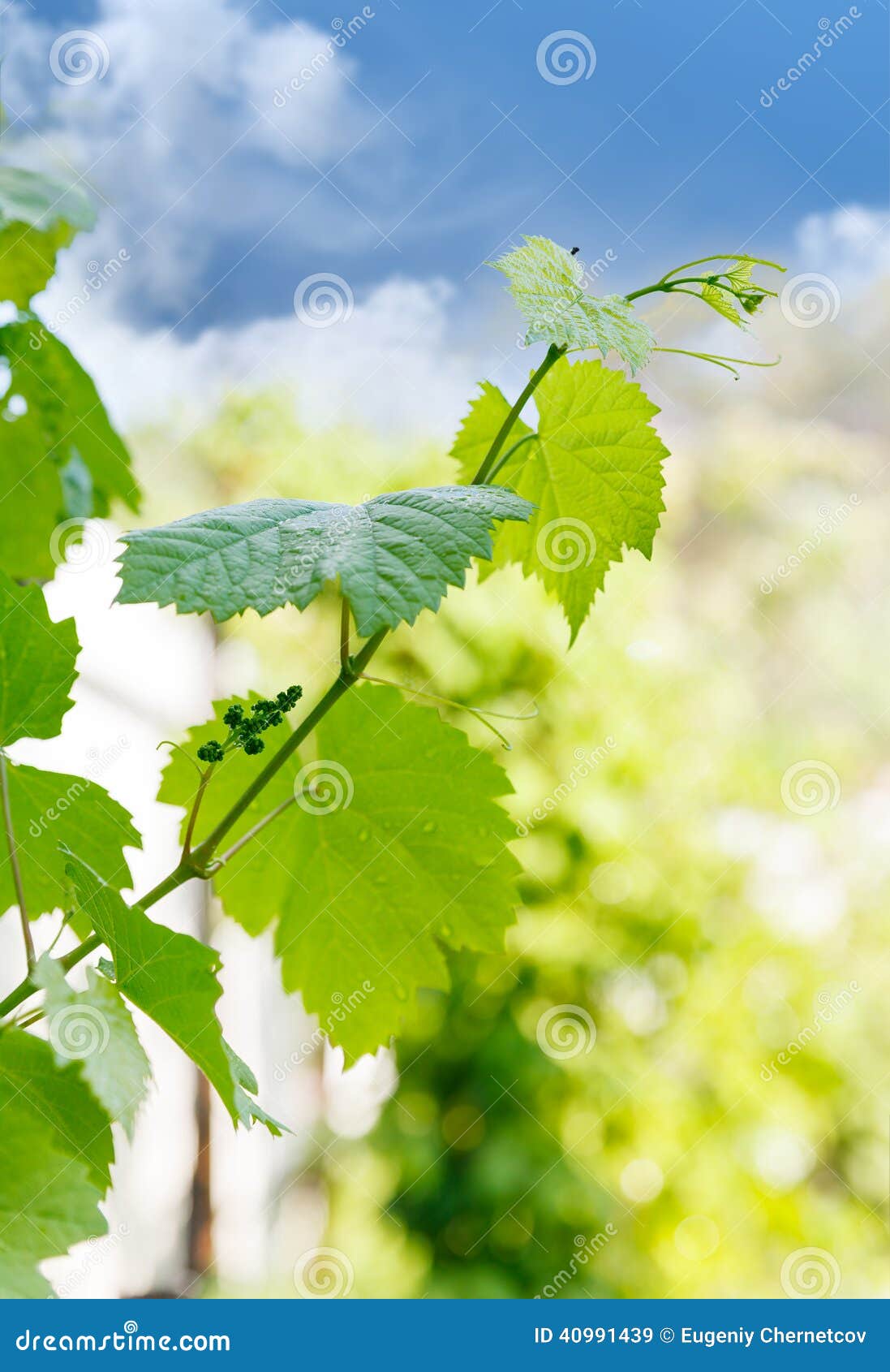 Spring Sprouts Green Grapes on Vine. Stock Image - Image of scroll ...