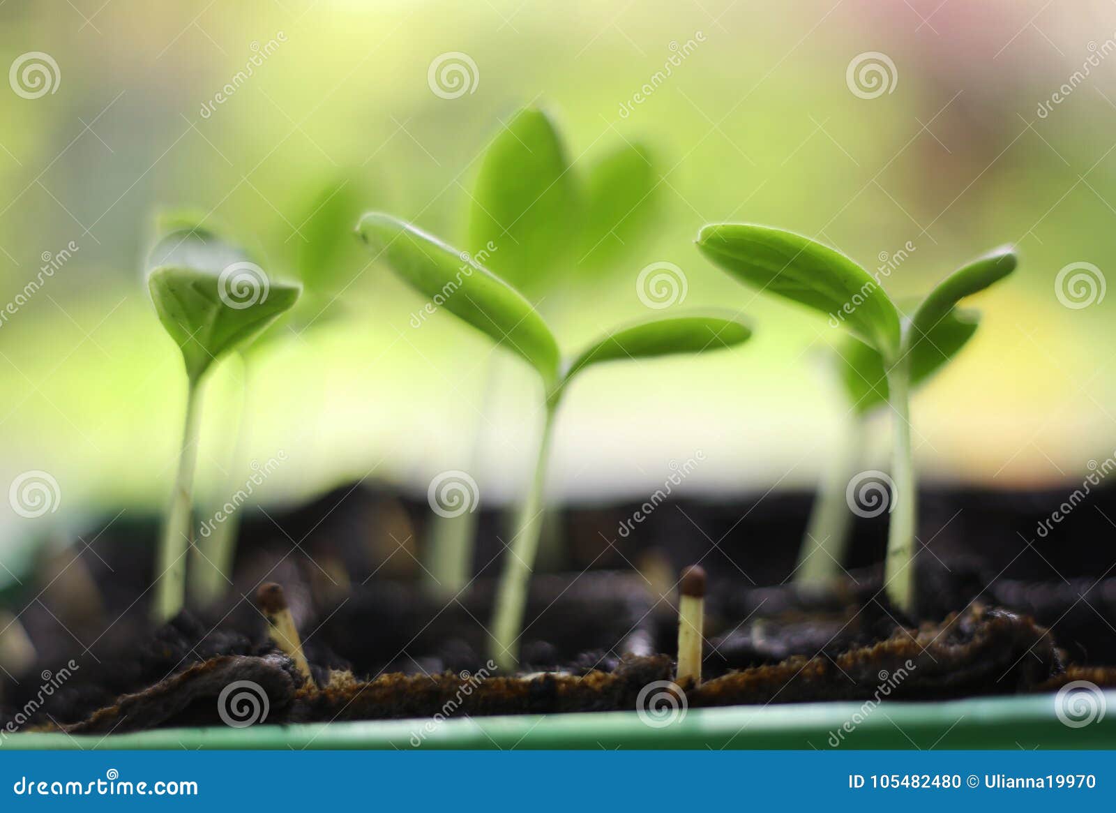 Spring Sprouts Growing Close Up Photo Stock Photo - Image of ...
