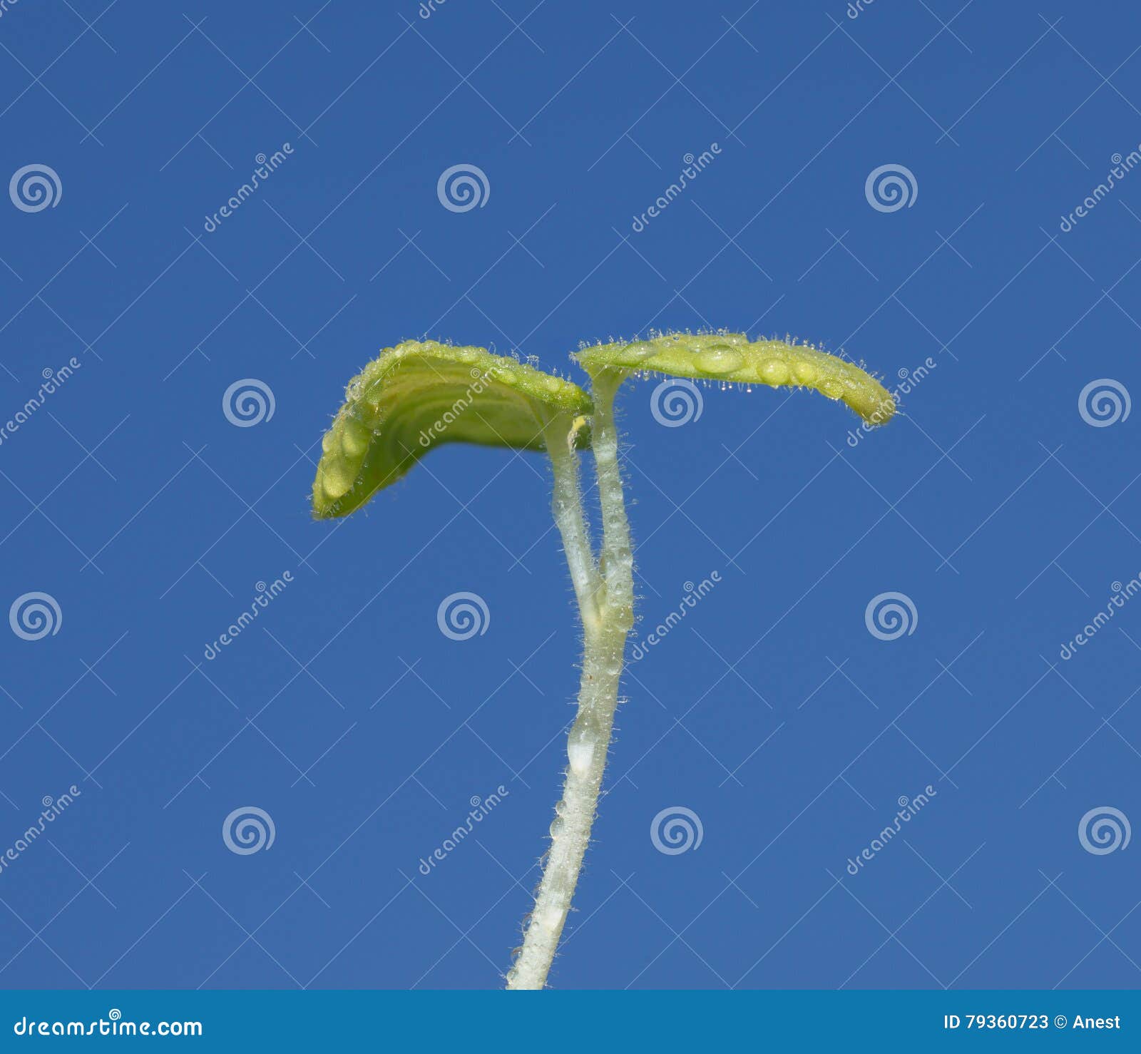 Spring sprouts stock image. Image of growing, agriculture - 79360723