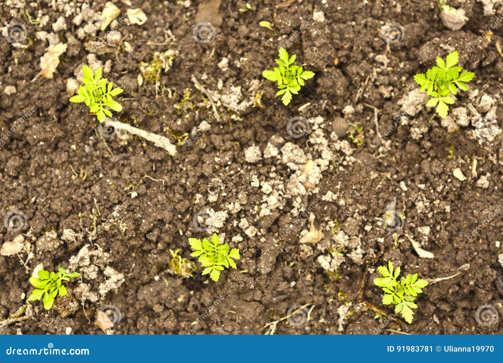 Spring Sprouts in Soil Close Up Photo Stock Image - Image of cultivate ...