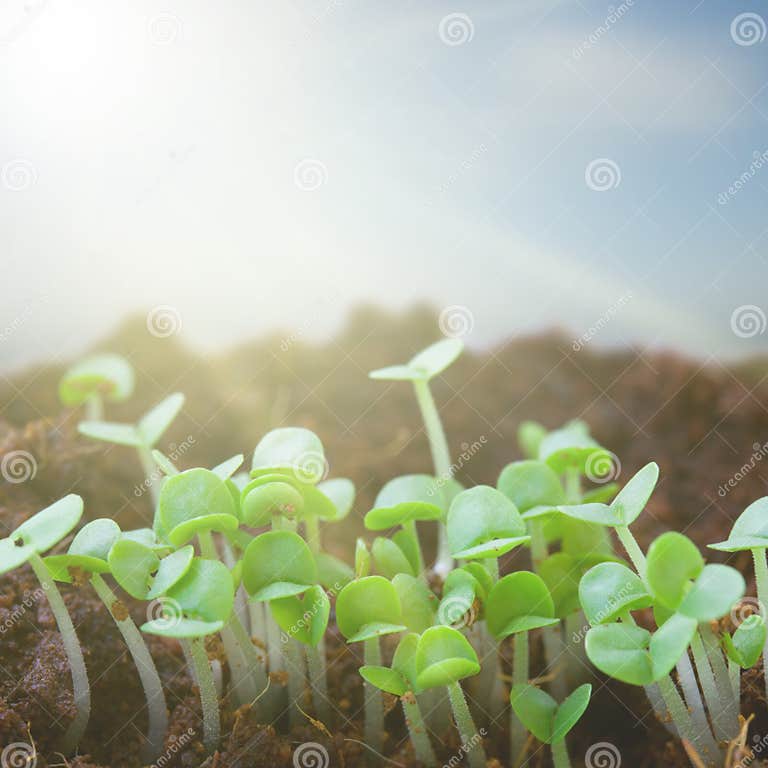 Spring Sprouts in Sunlights Stock Image - Image of ground, gardening ...