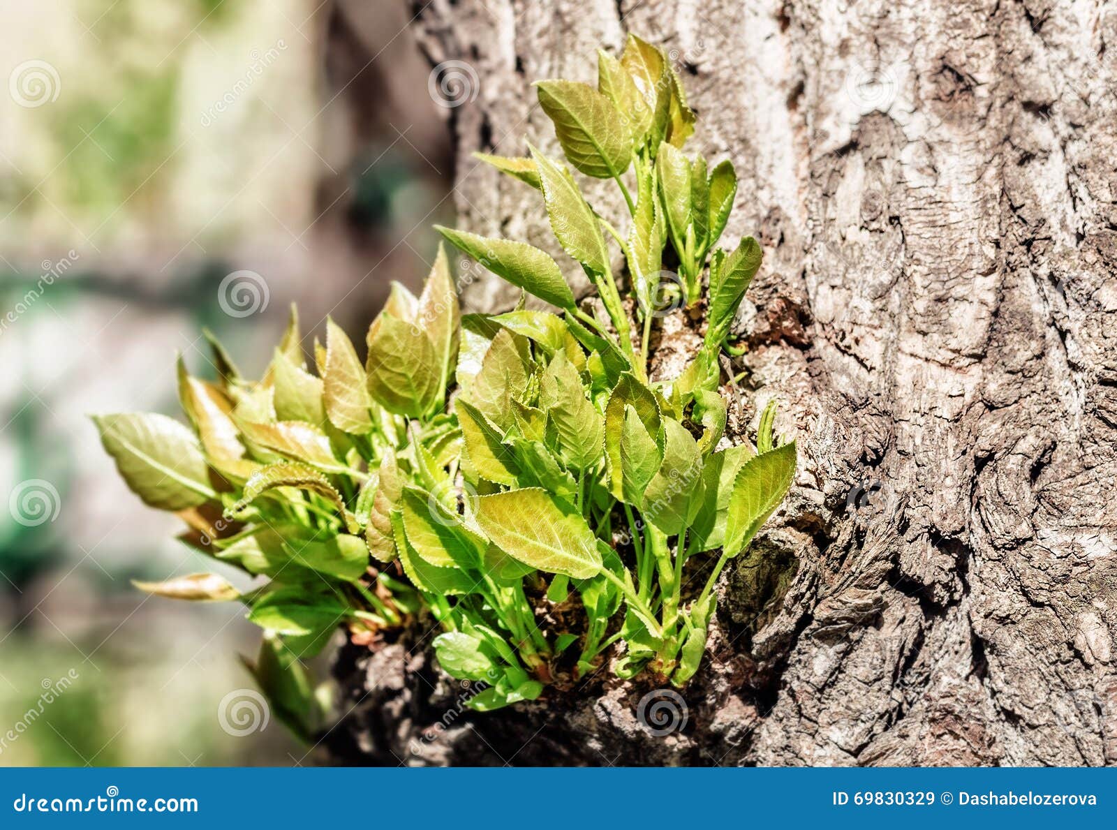 Spring sprouts on tree stock image. Image of park, tree - 69830329