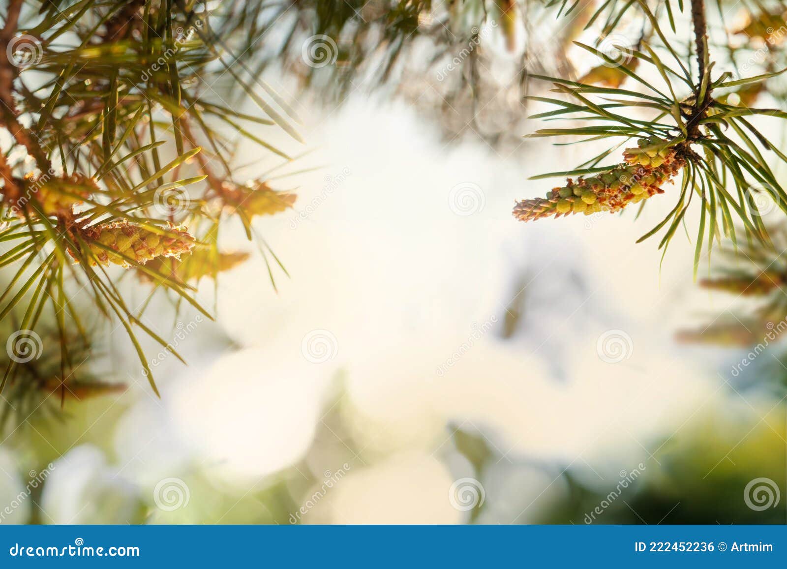 Spring Spruce Background with Sun Light Stock Photo - Image of light ...