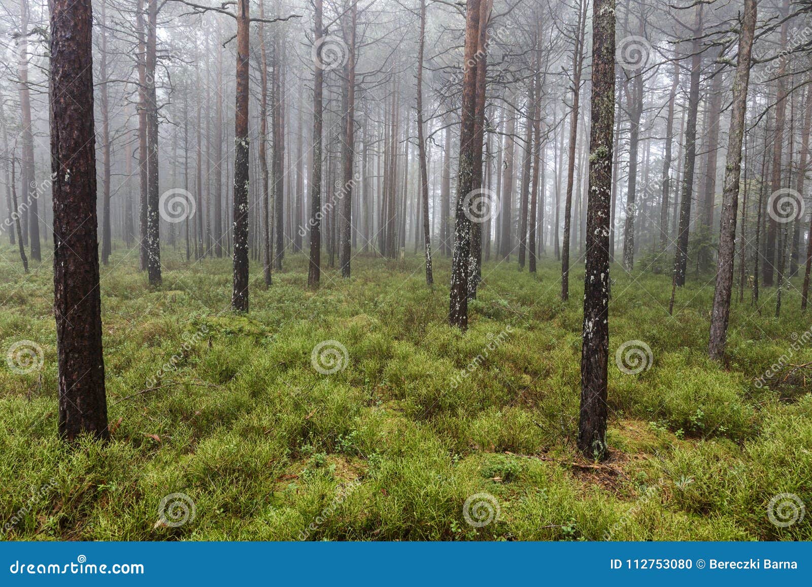 Misty Spring Spruce Forest with Blueberries Stock Photo - Image of ...