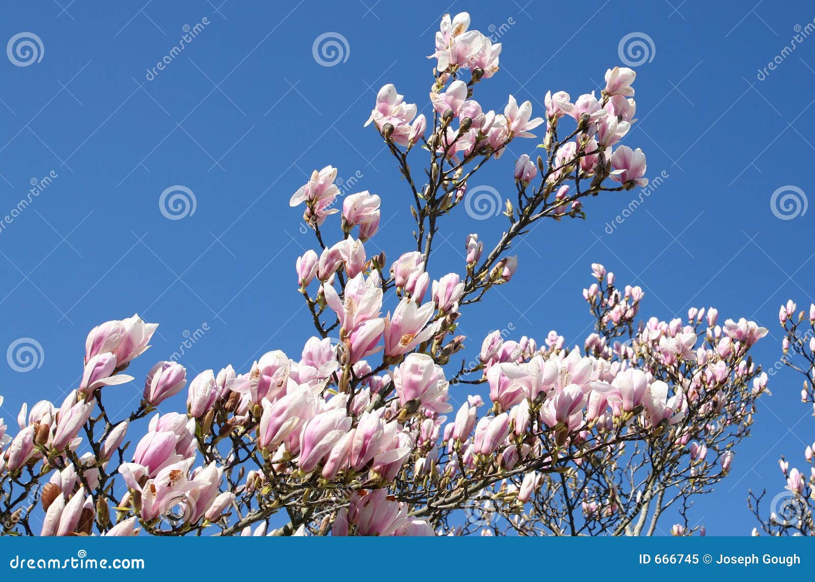 Spring is Sprung stock image. Image of bloom, budding, beautiful - 666745