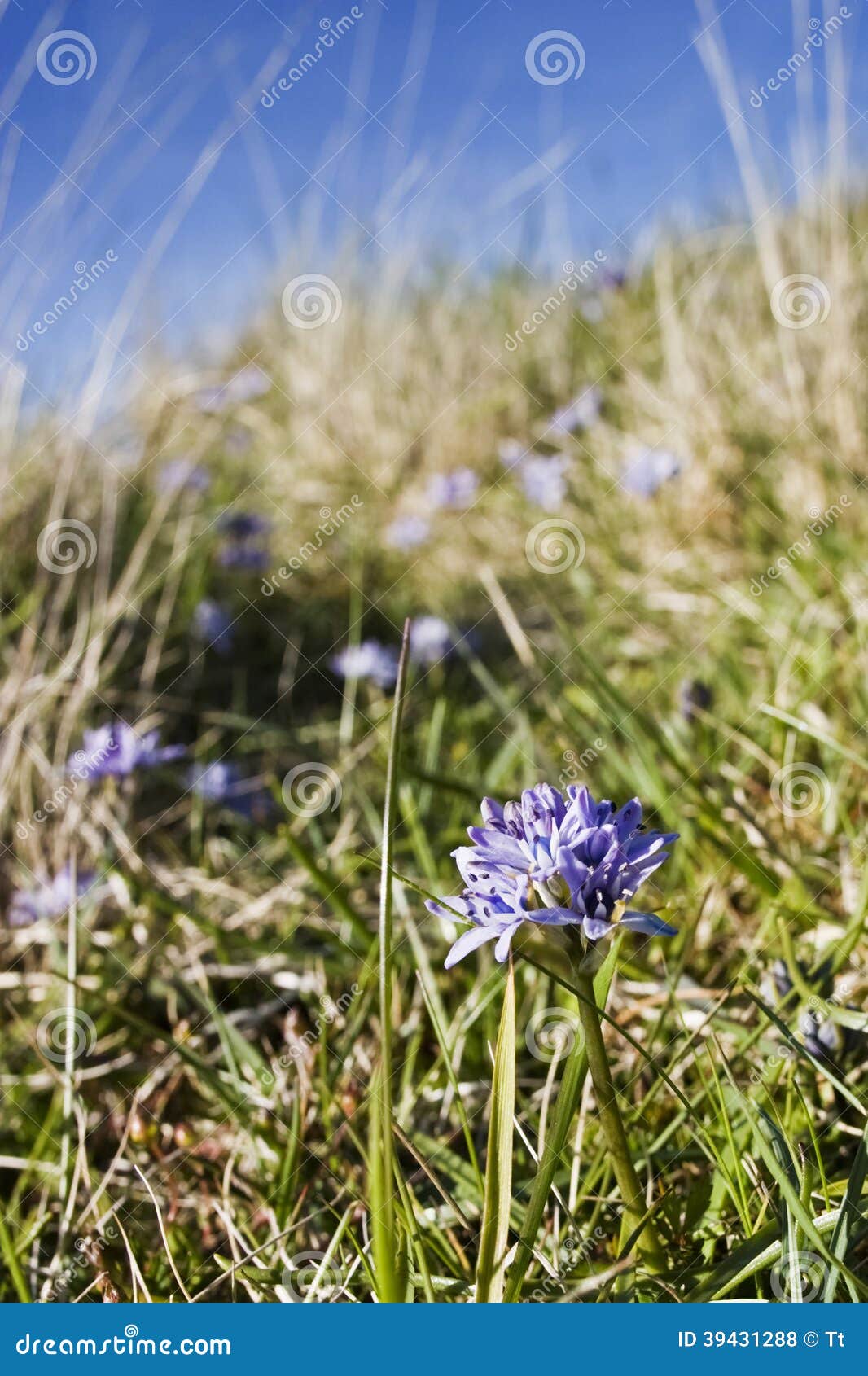Spring Squill stock photo. Image of land, grows, plant - 39431288