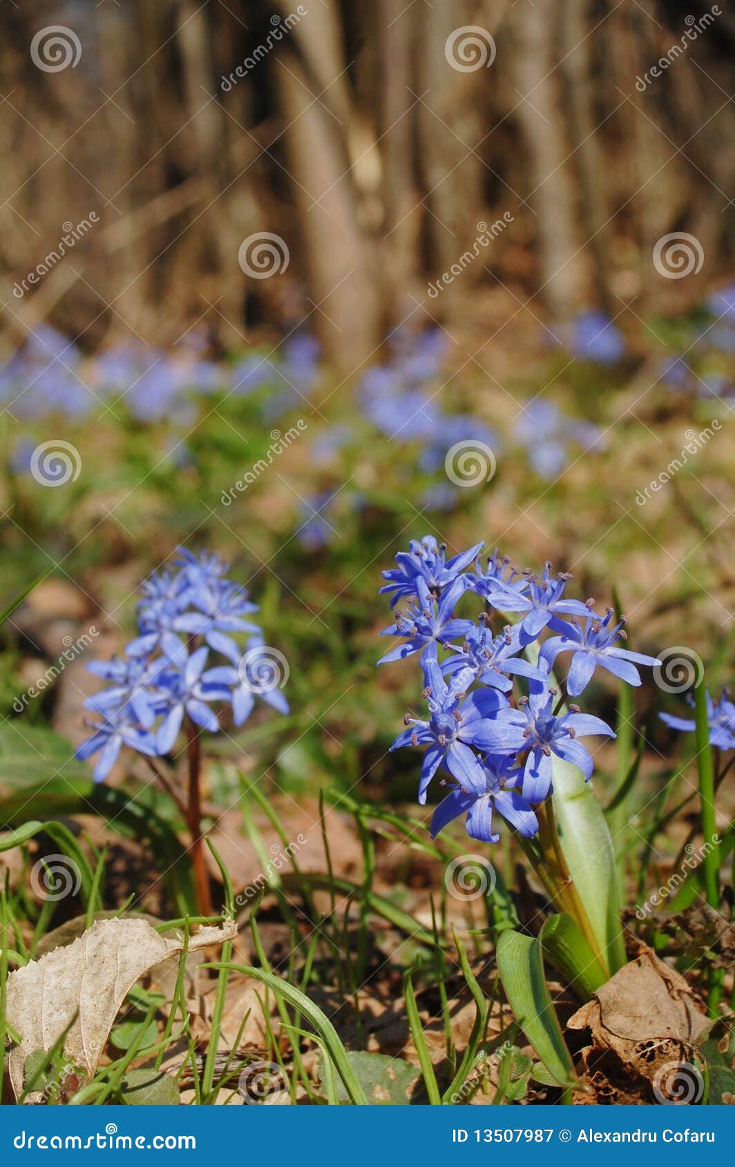 Spring squill flowers stock image. Image of beautiful - 13507987
