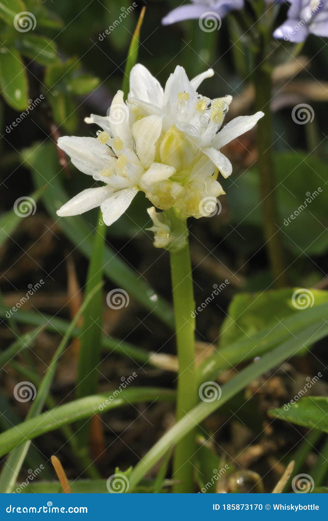 Spring Squill stock photo. Image of wildflower, cornwall - 185873170